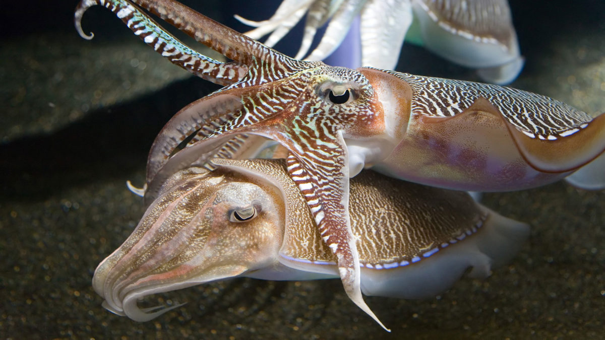 Nature's Shape-Shifters: 10 Fascinating Hermaphroditic Animals