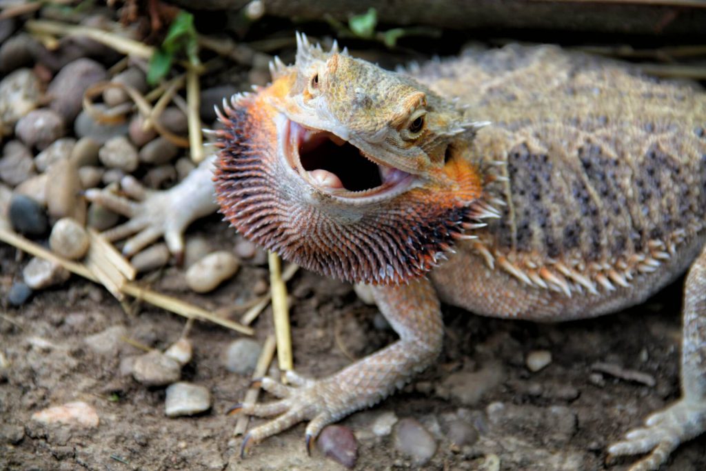 Nature's Shape-Shifters: 10 Fascinating Hermaphroditic Animals