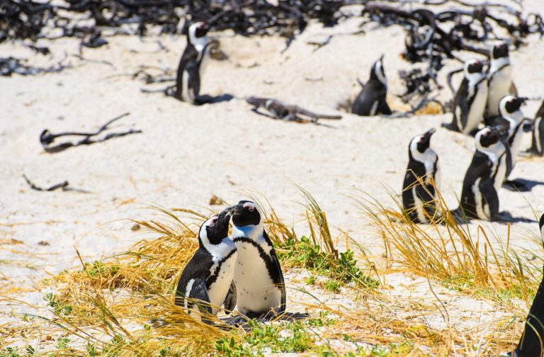 Sun-Loving Animals: Nature’s Biggest Sunbathers