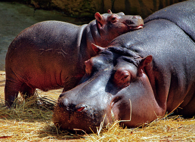 Sun-Loving Animals: Nature’s Biggest Sunbathers