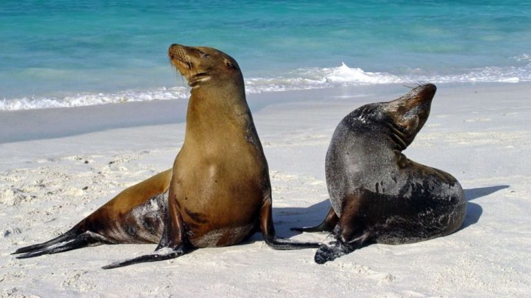 Sun-Loving Animals: Nature’s Biggest Sunbathers