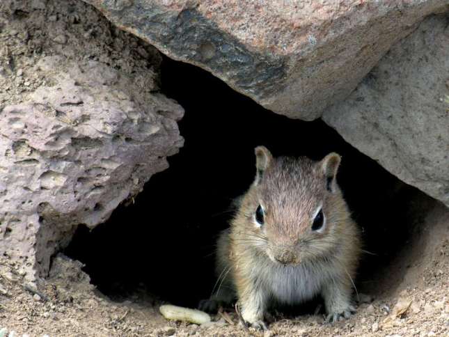 10 Fascinating Animals That Live Underground